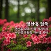 영산홍 철쭉 연산홍 묘목 삽목 가지치기 연산홍과철쭉 자산홍 차이 네이버 블로그